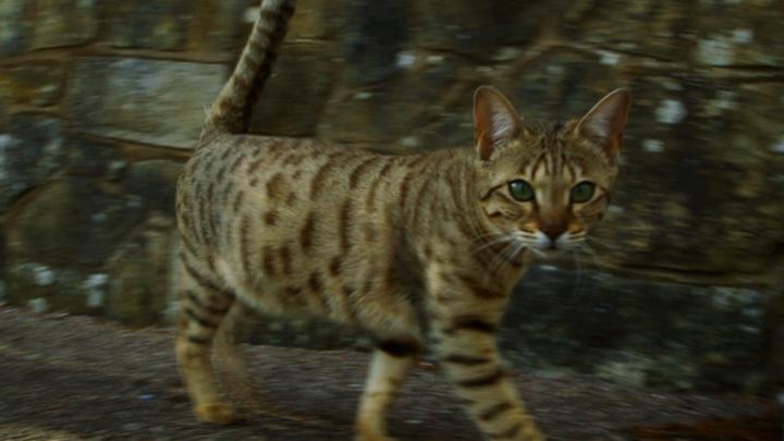 Meet the Kittens - First Look - CBBC - BBC