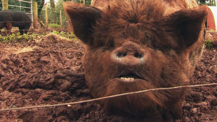 Meet vet James' cute Kunekune pigs - CBBC - BBC