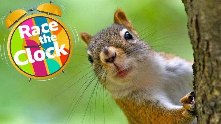 Springwatch: Race the Clock - Squirrel Spotter - CBBC - BBC