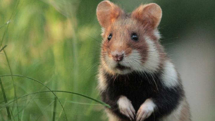 David Attenborough's Seven Worlds, One Planet Quiz: Seven Facts, One ...