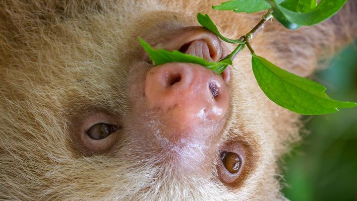 Six times you were a sloth - CBBC - BBC