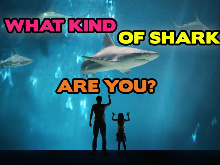 CBBC Saturday Mash Up What Kind Of Shark Are You Personality Quiz ...