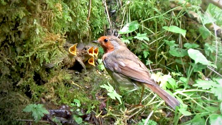 The robin chicks are growing up - CBBC - BBC