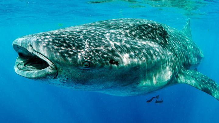 Quiz: Whale shark true or false? - CBBC - BBC