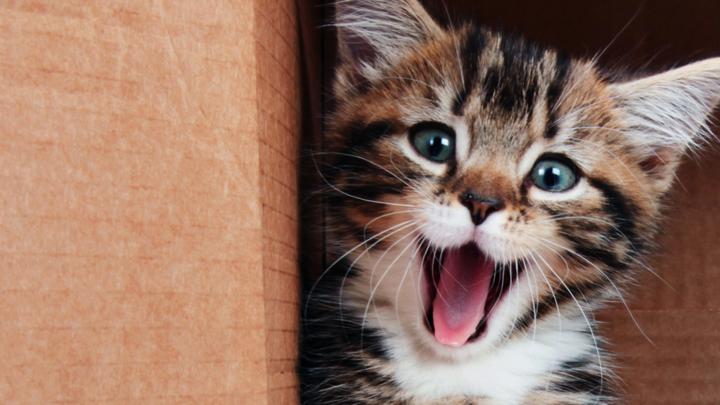 Quiz: Which cat are you? - CBBC - BBC
