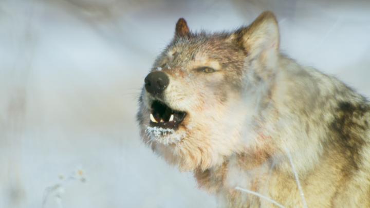 Quiz: Frozen Planet II, Frozen Lands - CBBC - BBC