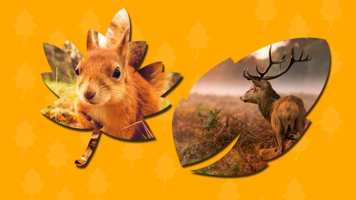 Autumn Animals - CBeebies - BBC
