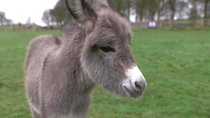 Baby Animals: Foal - CBeebies - BBC