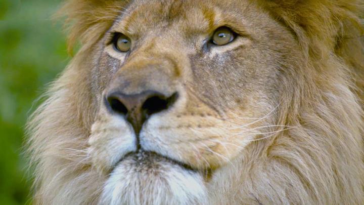 Introduce your little one to Big Cats - CBeebies - BBC