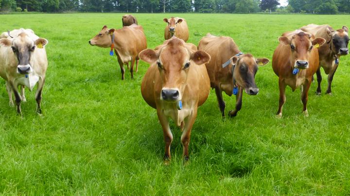 Cows Fact File - CBeebies - BBC