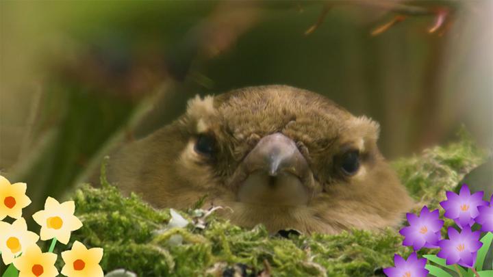 Feathered Friends Poem - CBeebies - BBC
