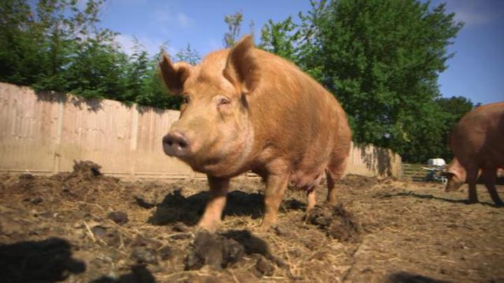 Pig Fact File - CBeebies - BBC