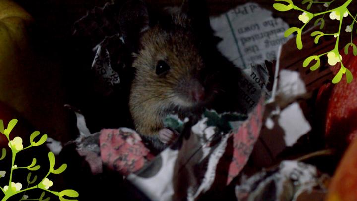 Keeping Cosy - CBeebies - BBC