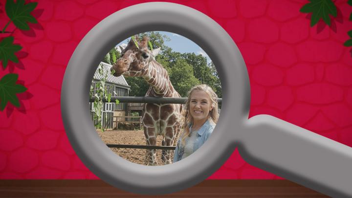 The Zoo and You Spot the Difference Quiz - CBeebies - BBC