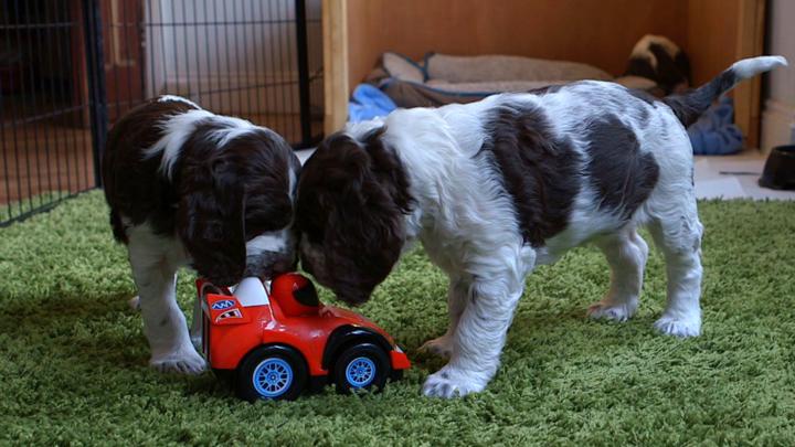 Meet The Pups - New Toy - CBeebies - BBC