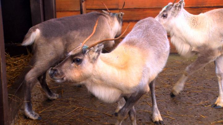 Baby Reindeers - CBeebies - BBC