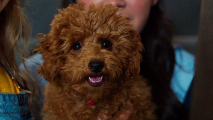 Waffle the Wonder Dog songs - CBeebies - BBC