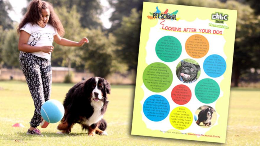 How To - Look After Dogs - CBBC - BBC