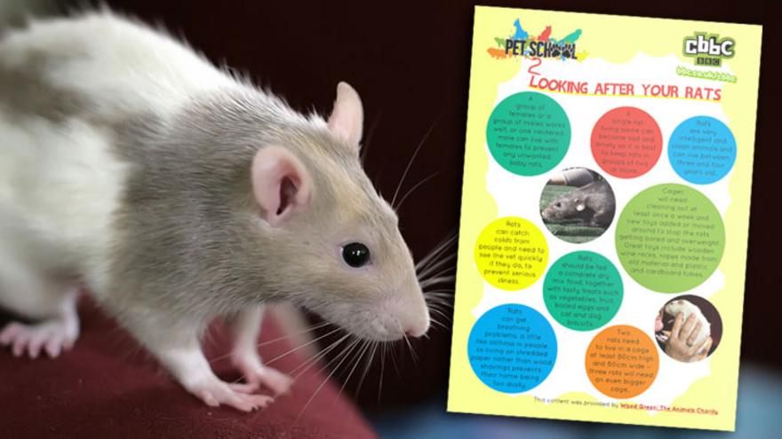 How To - Look After Rats - CBBC - BBC