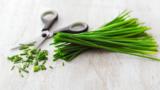 Chervil recipes - BBC Food