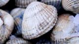 Shellfish recipes - BBC Food