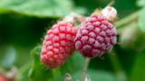 Lingonberry recipes - BBC Food