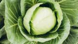 Chinese cabbage recipes - BBC Food