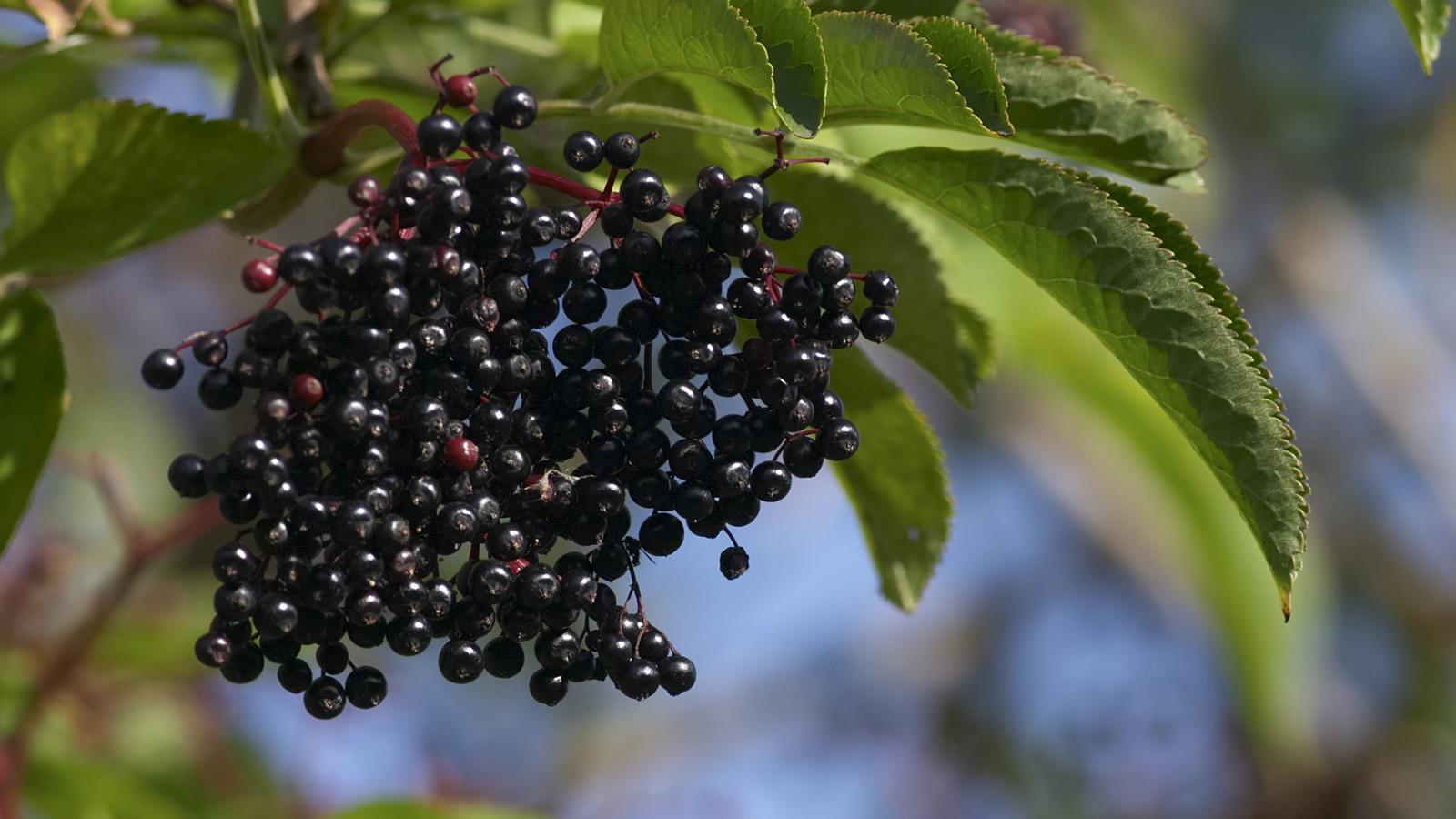 Loganberry recipes - BBC Food
