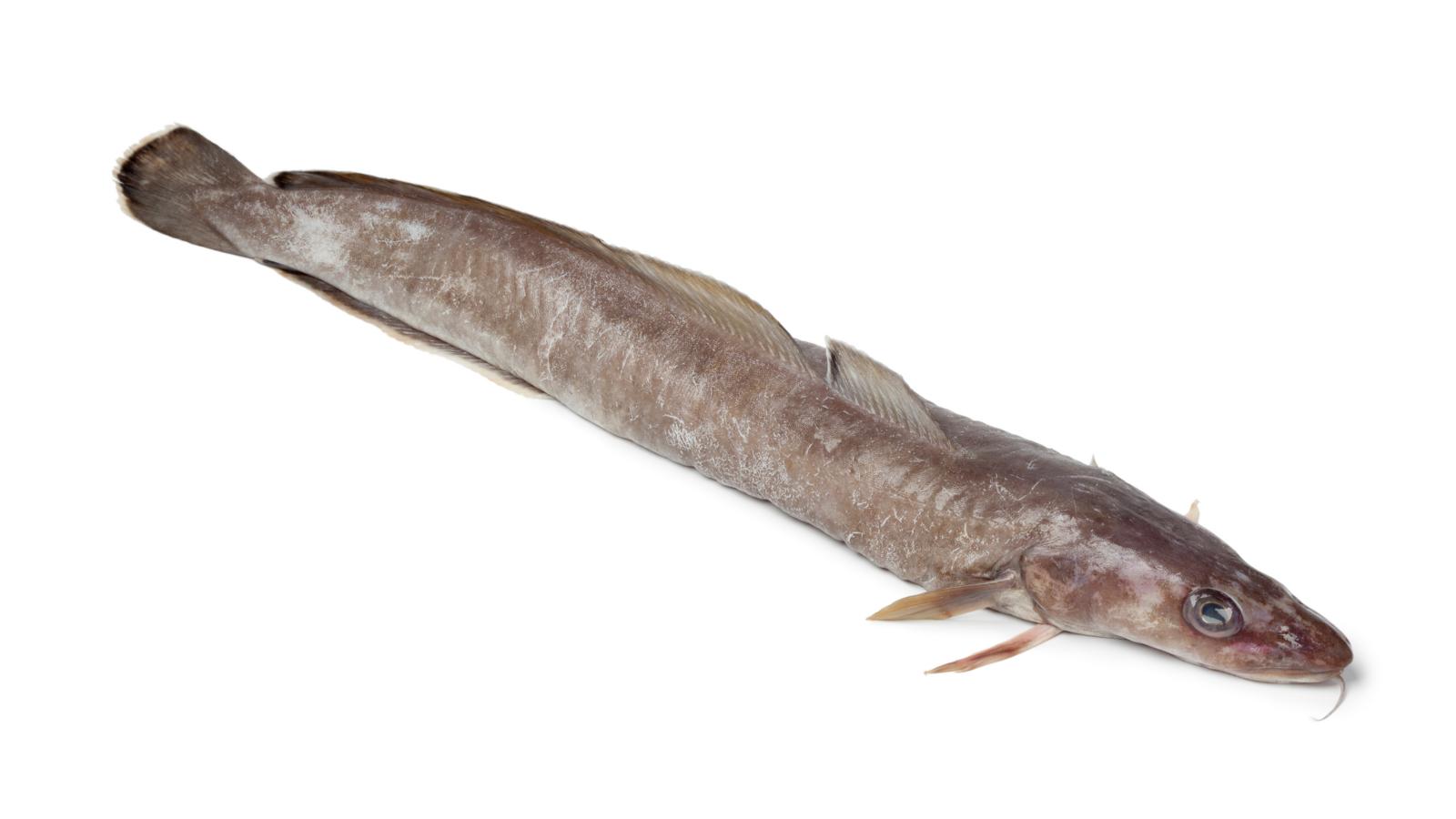 Pollack recipes - BBC Food