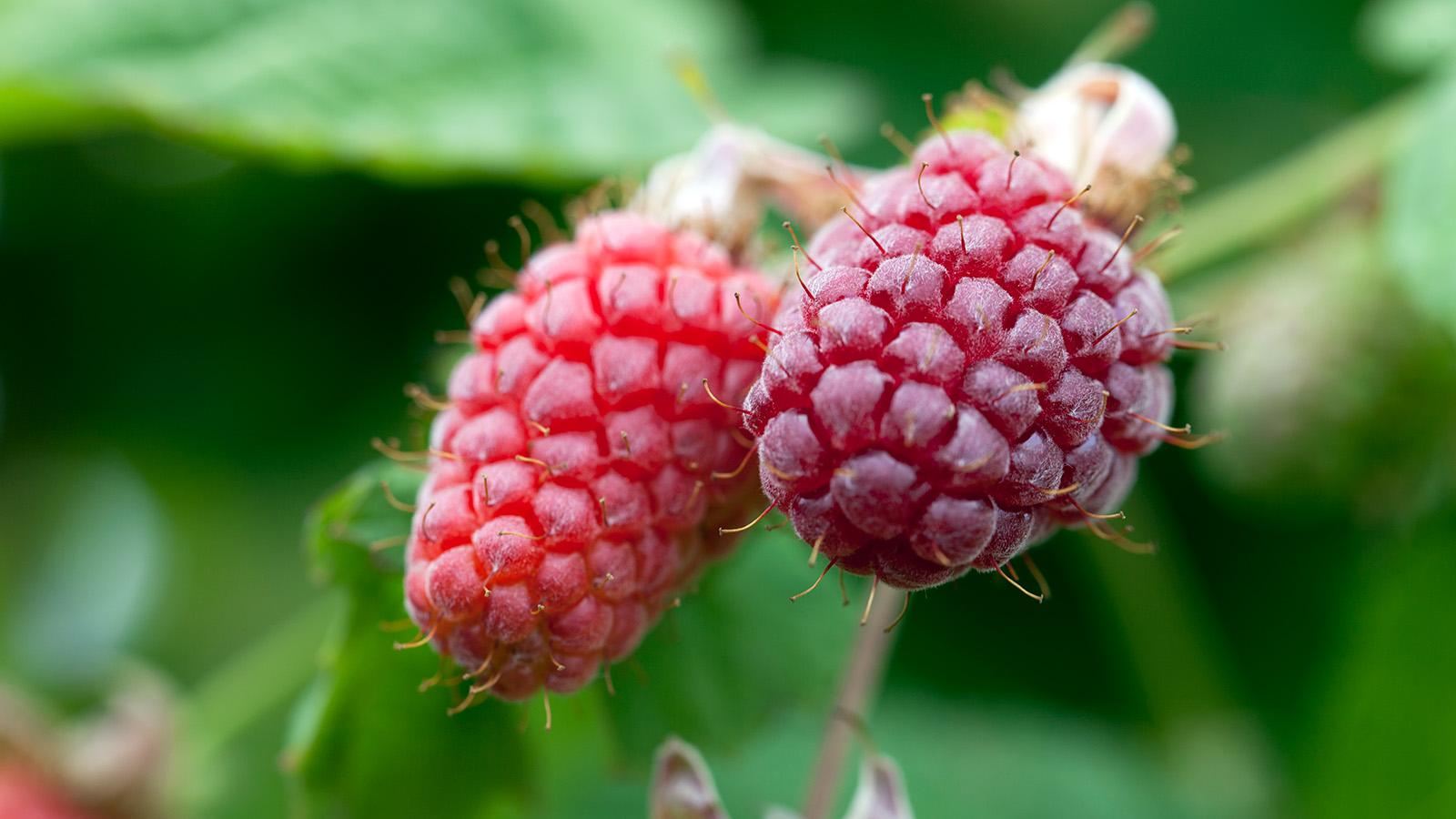 Lingonberry recipes - BBC Food