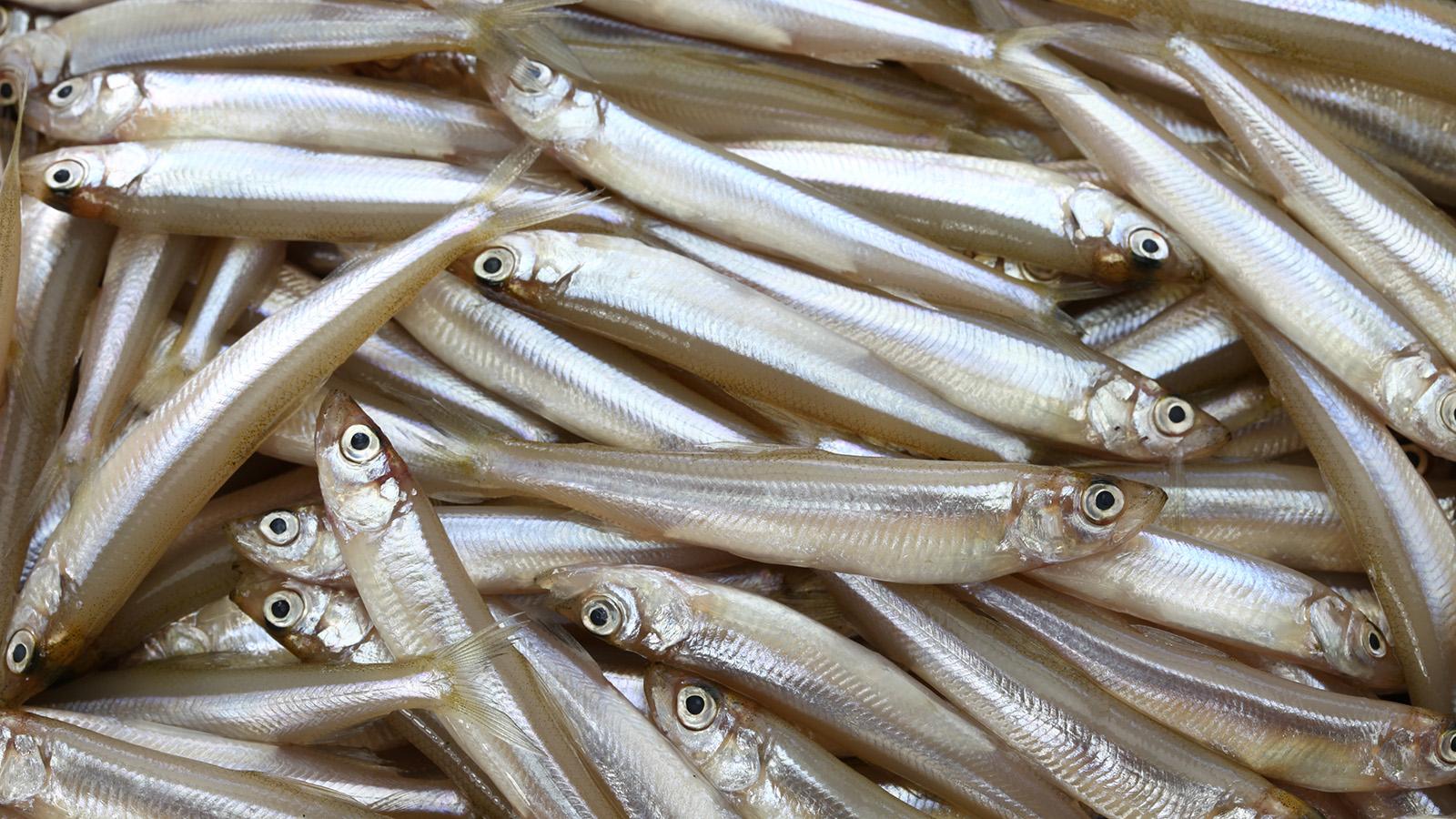 Eel recipes - BBC Food