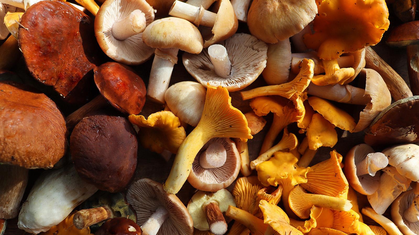 Portobello mushrooms recipes - BBC Food