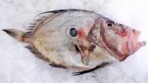 Parrot fish recipes - BBC Food