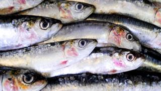 Pilchard recipes - BBC Food