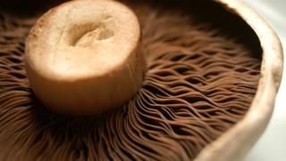 Portobello mushrooms recipes - BBC Food