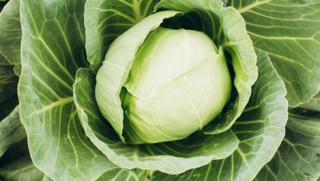 Green cabbage recipes - BBC Food