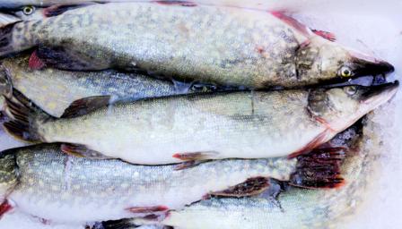 Coley recipes - BBC Food