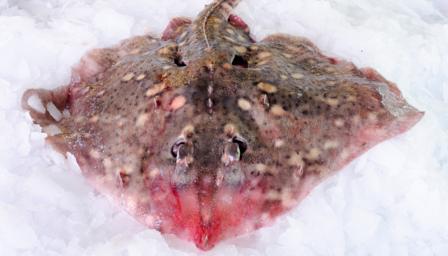 Flatfish recipes - BBC Food