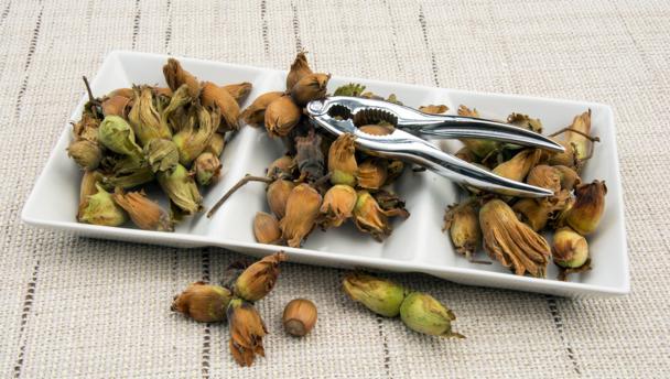 BBC - Food - Cobnut recipes