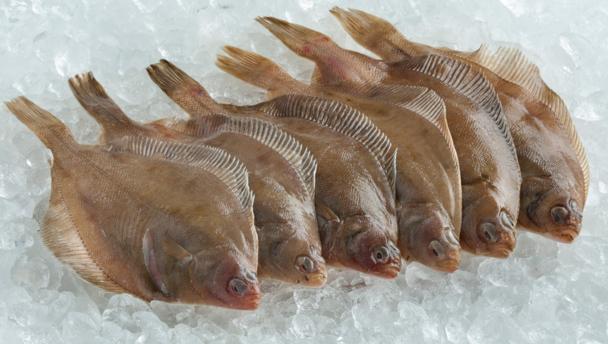 Turbot recipes - BBC Food