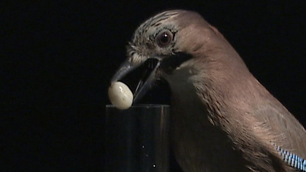 BBC One - Super Smart Animals - Panbanisha