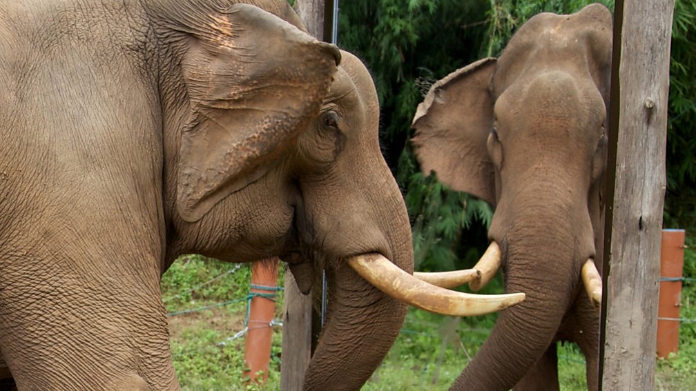 BBC One - Super Smart Animals - Ayumu