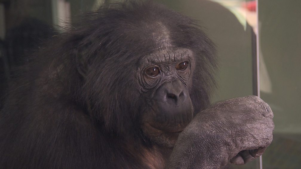 BBC One - Super Smart Animals - Ayumu