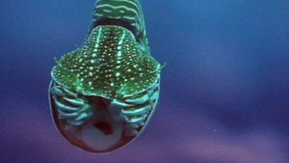 BBC Two - i-Science, Structure of the eye