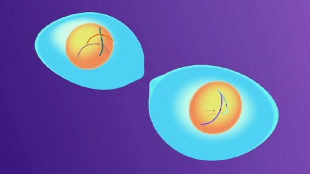 BBC Two - i-Science, Cell division by mitosis and meiosis