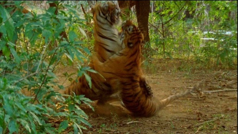 BBC Two - Natural World, 2012-2013, Queen of Tigers, Tiger fight