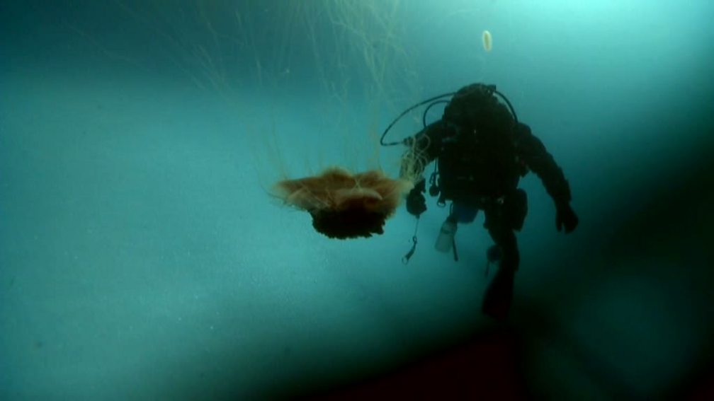 BBC Two - Operation Iceberg, Series 1