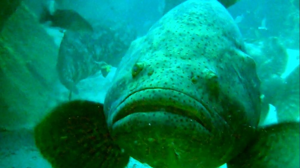 BBC Radio 4 - Saving Species, Series 3, Goliath Grouper/Asiatic Lion ...