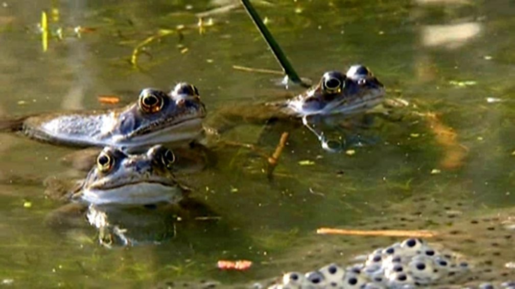 BBC Two - Science Clips Investigates, Habitats, The signs of spring