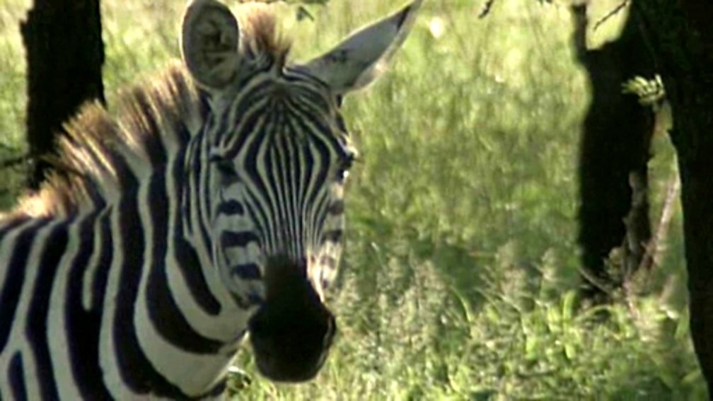 BBC Two - KS1 Science Clips, Sound and Hearing - Clips
